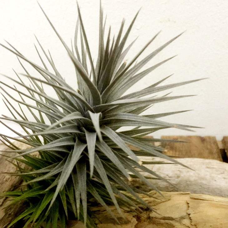 aeranthos 'Nigra'(aeranthos 'Mini Purple') | Frontier Plants フロンティアプランツ