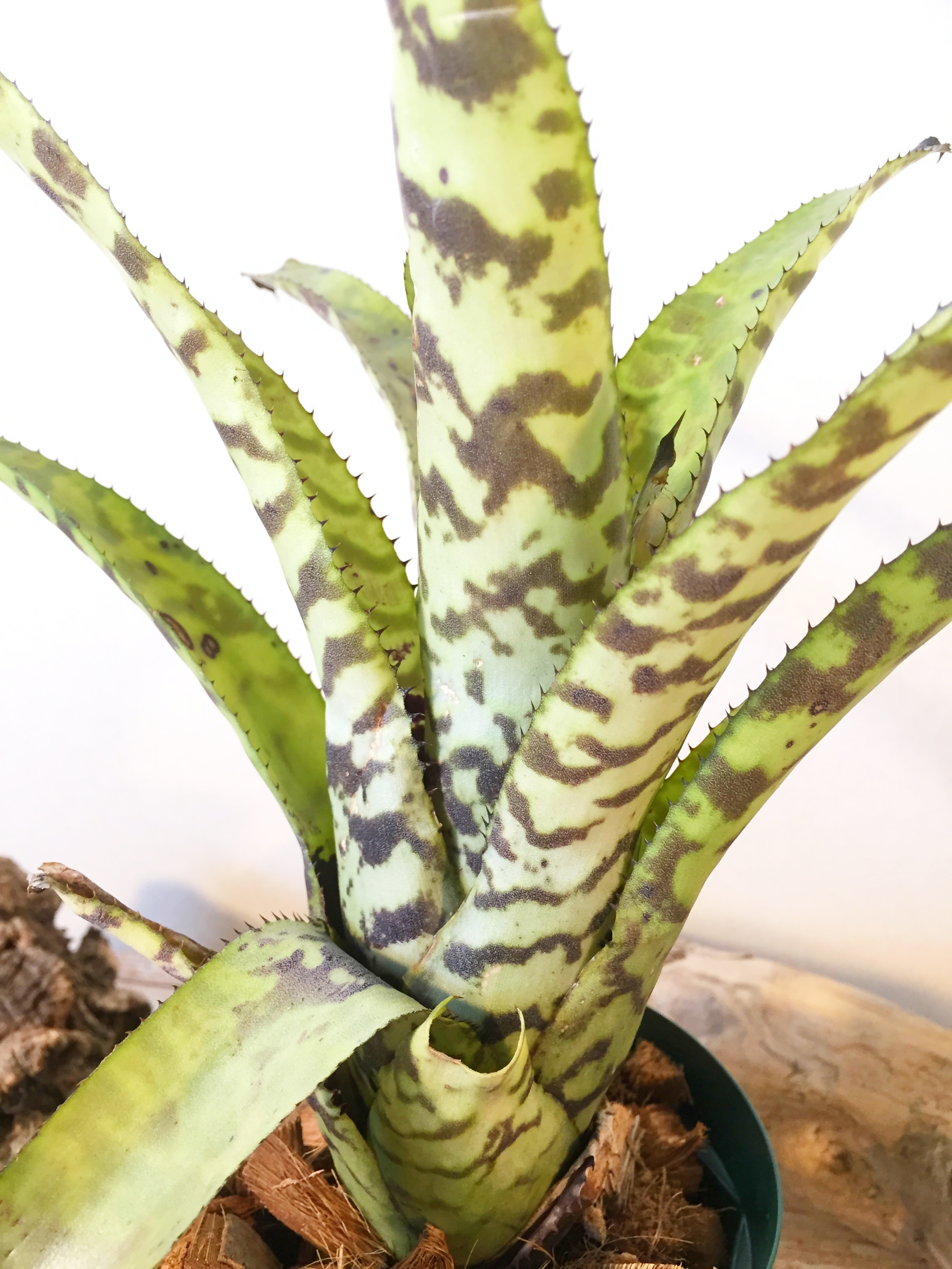 エクメア・バート Aechmea’Bert’（Ae.orlandiana × Ae.fosteriana） 育て方 図鑑 【Frontier ...