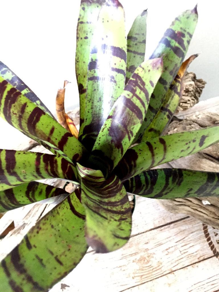 ネオレゲリア・ブルーベリータイガー Neoregelia Blueberry Tiger (Neo. ‘Blueberry Muffin’ × ...