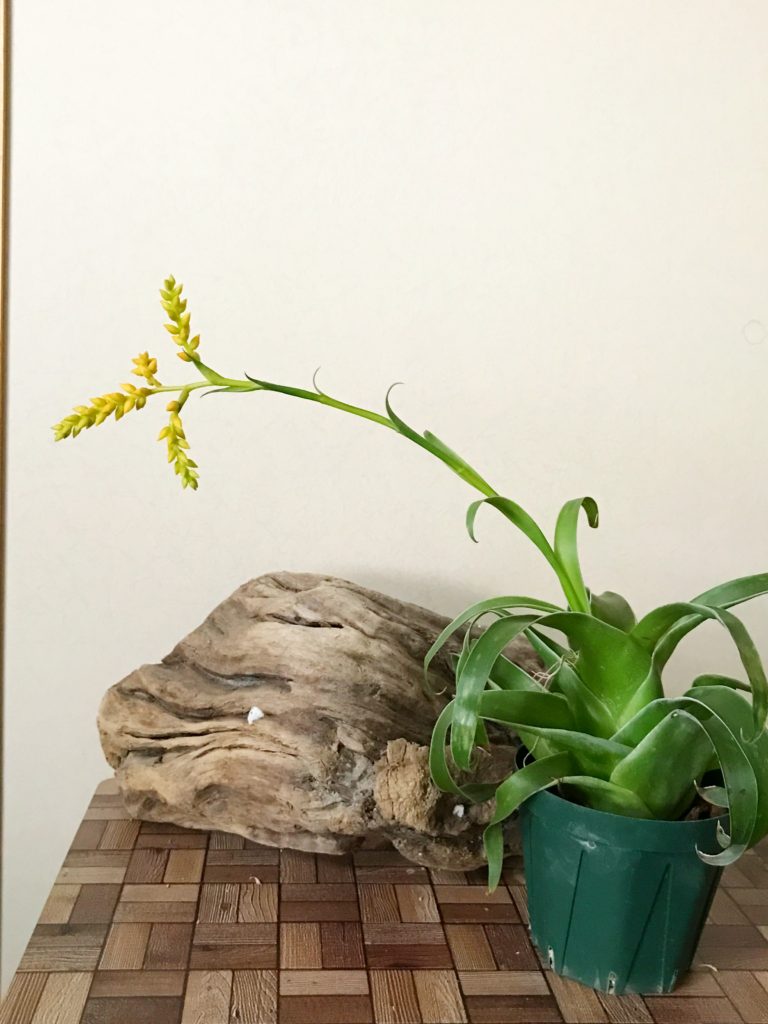 カトプシス・スブラータ Catopsis subulata 育て方 図鑑 【Frontier Plants】 | Frontier ...