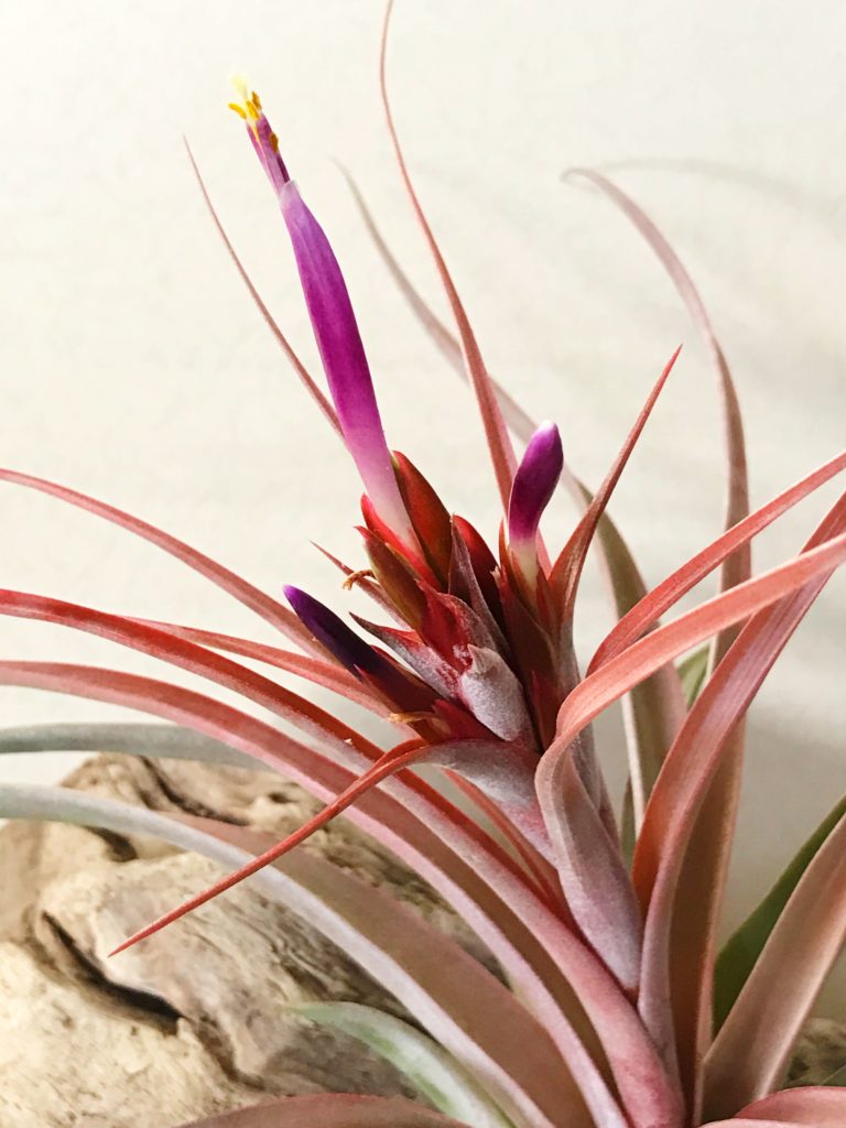 チランジア・ジャッキーロイナズ Tillandsia Jackie Loinaz (T.concolor x T.capitata Rubra ...